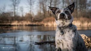How To Tell Which Dog Is Alpha - Unlocking Canine Dominance!