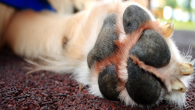 Why Do Dogs Curl Their Paws Under