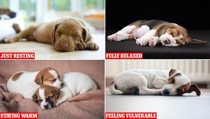 Why Do Dogs Curl Their Paws Under