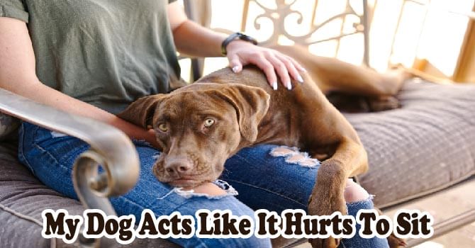 My Dog Acts Like It Hurts To Sit - Possible 4 Reasons & Best Solutions