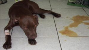 When A Female Dog Is Leaking Clear Fluid - Reasons And Solutions