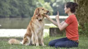 Teach The Quiet Command To Your Dog [4 Easiest Procedure]