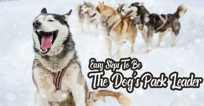 Dog Pack Leader [Step By Step Guide & 10 Usefulness]