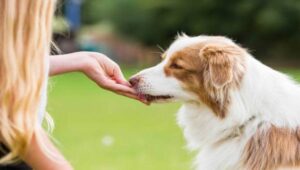 Teach The Quiet Command To Your Dog [4 Easiest Procedure]