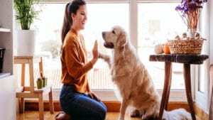 Teach The Drop It Command To Any Dog [Easy 9 Step By Step Process]