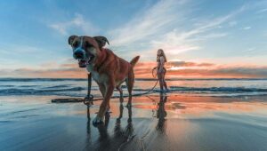 Dog Pack Leader [Step By Step Guide & 10 Usefulness]