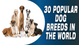 30 Most Popular Dog Breeds In The World [With Infographic]