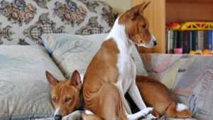 What Does A Hit Dog Will Holler Mean? - The Explosive Truth!