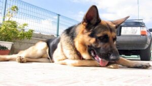 What Does A Hit Dog Will Holler Mean? - The Explosive Truth!