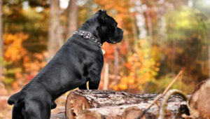 Why Does My Cane Corso's Stink? - 8 Reasons You Must Know