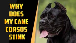 Why Does My Cane Corso's Stink? - 8 Reasons You Must Know
