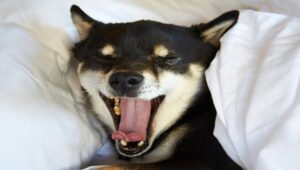 Decoding Husky's Body Language: Speak their Silent Signs