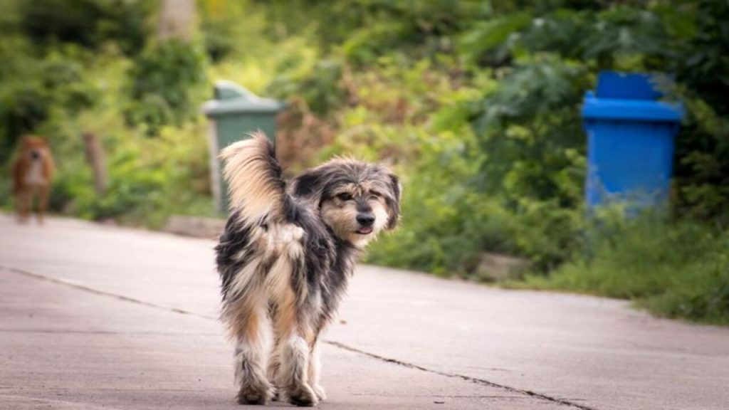 Why Dog Standing Still And Staring? [9 Exclusive Reasons]