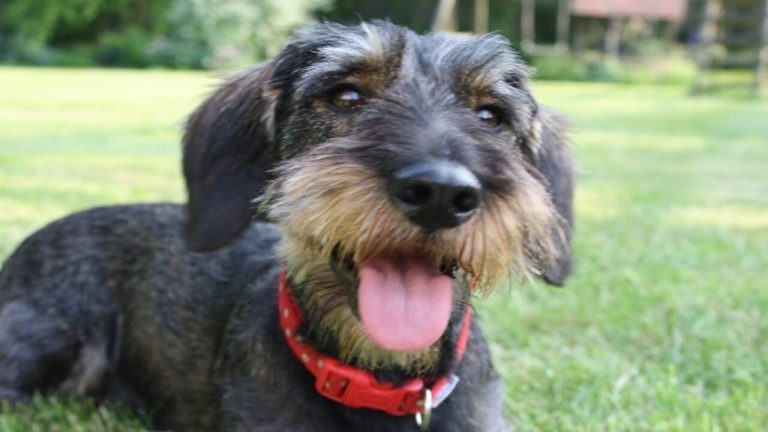 Schnauzer Dachshund Mix: Details Guide Of This Breeds