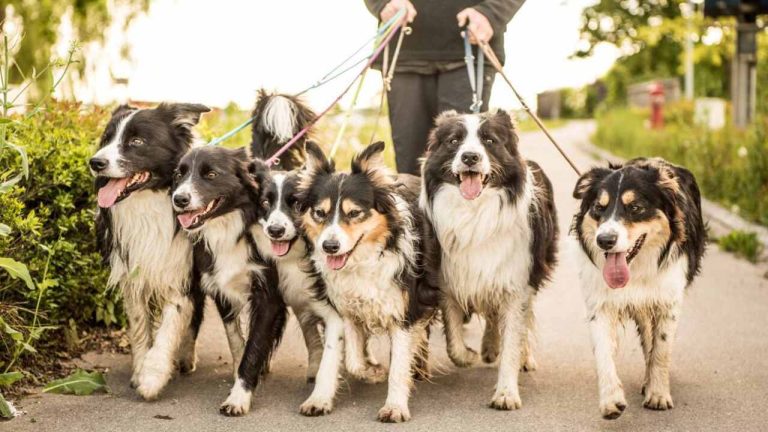 Schnauzer Dachshund Mix: Details Guide Of This Breeds