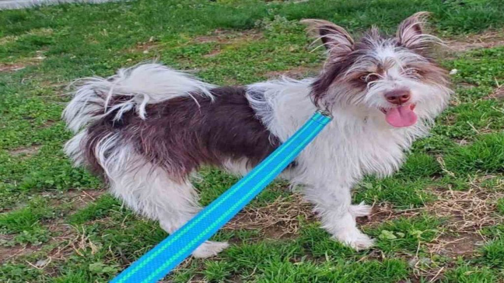 Schnauzer Pomeranian Mix - The Truth About Breeds