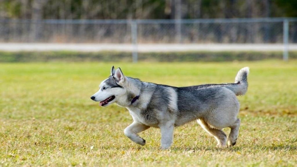 How Much Is A Miniature Husky: Explained With Details