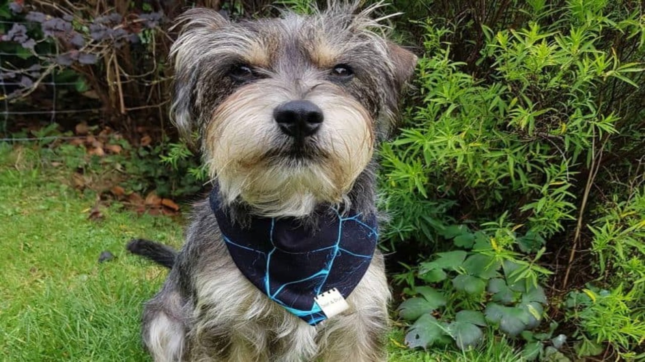 Jack Russell Mini Schnauzer Mix