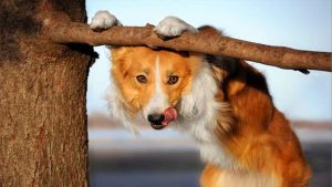 100+ Amazing Facts About Dogs - [Finally Revealed]