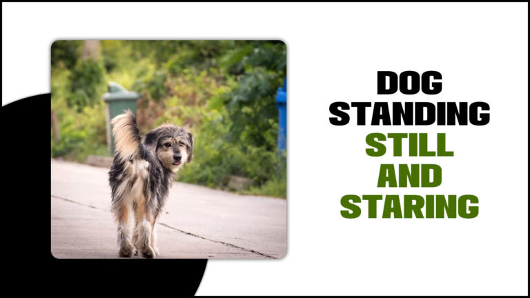 Why Dog Standing Still And Staring? [9 Exclusive Reasons]