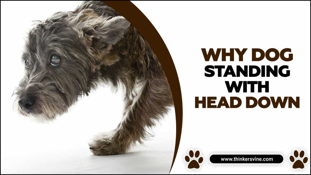 Why Dog Standing With Head Down - [Best 6 Possibl Reasons]