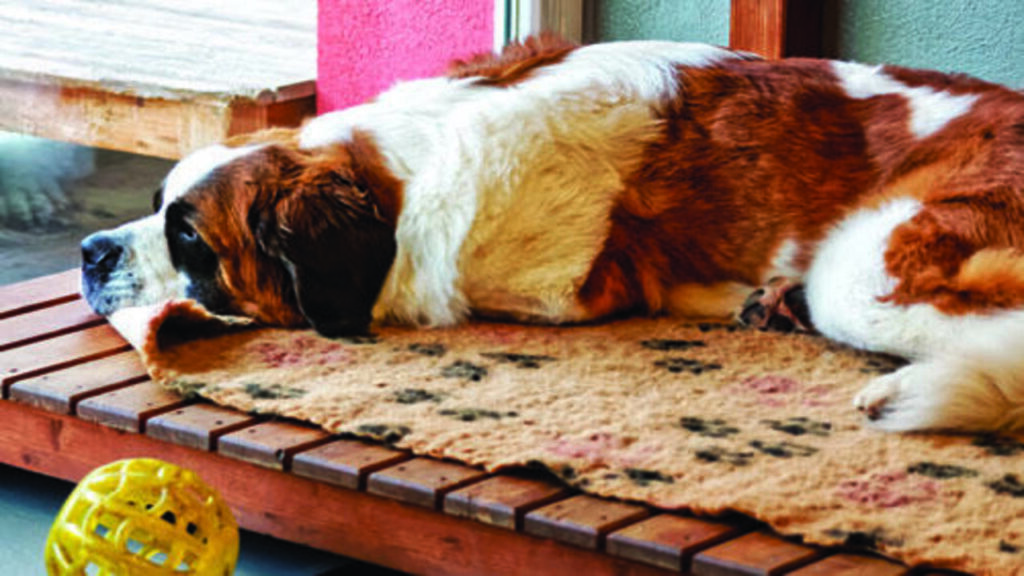 Why Dog Standing With Head Down: Best 6 Probable Reasons