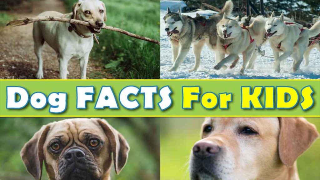 100+ Amazing Facts About Dogs - [Finally Revealed]