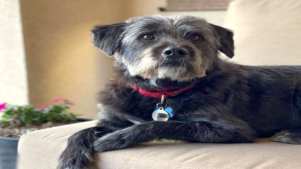 Schnauzer Lab Mix - Is This The Right Dog For You?