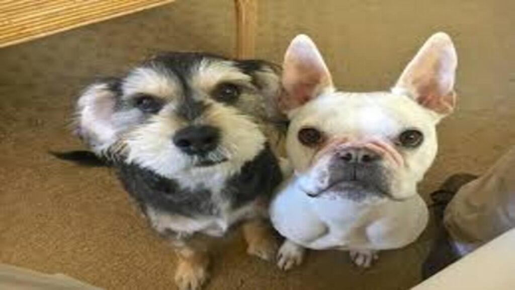 Schnauzer French Bulldog Mix: An Excellent Dog Breed