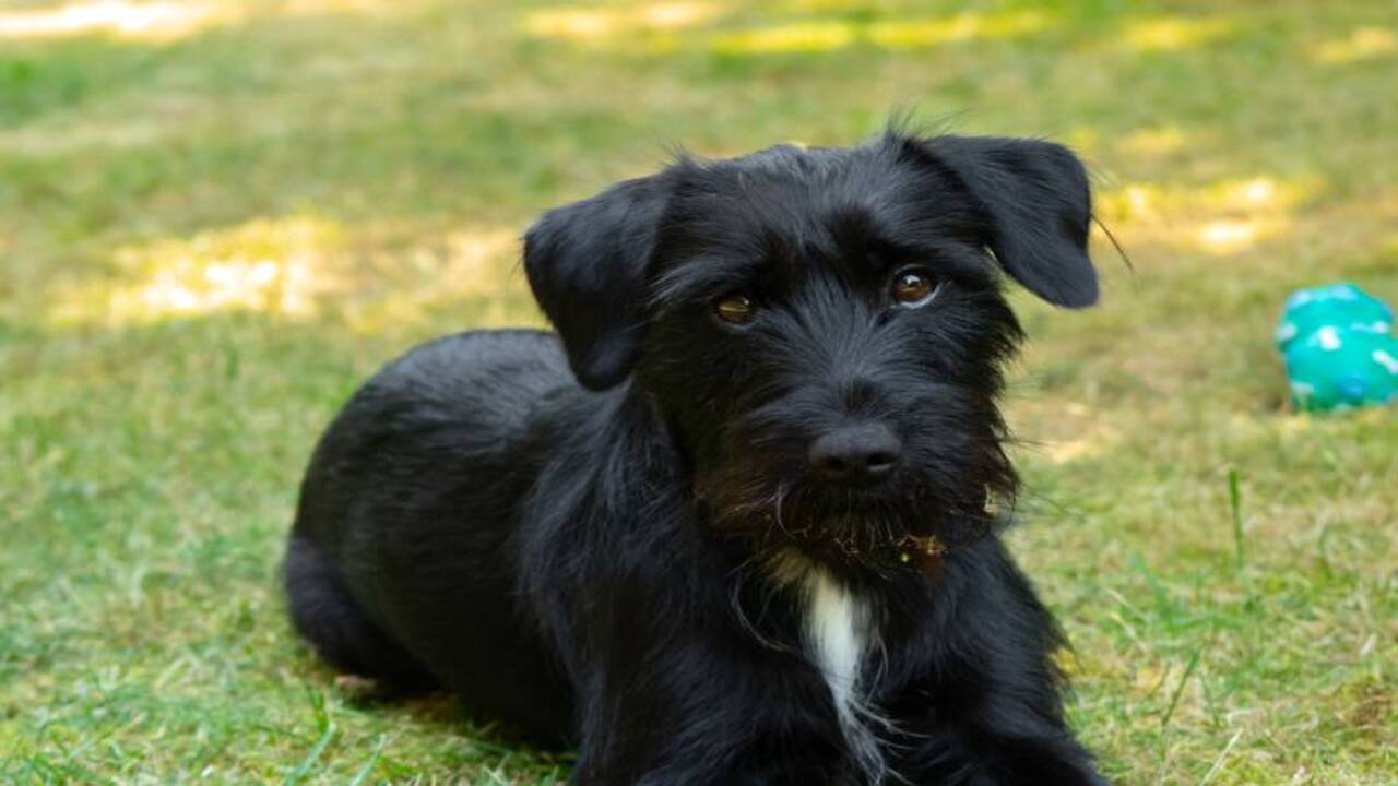 Schnauzer Lab Mix