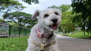 Schnauzer Jack Russell Mix: Details Guide Of This Breeds