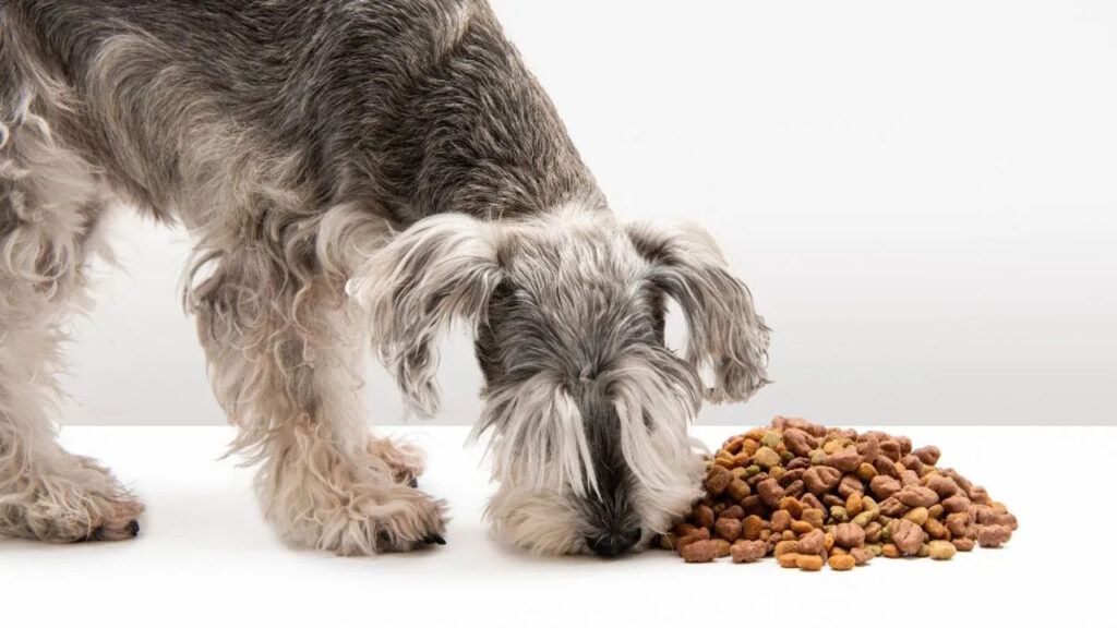 Schnauzer Lab Mix - Is This The Right Dog For You?