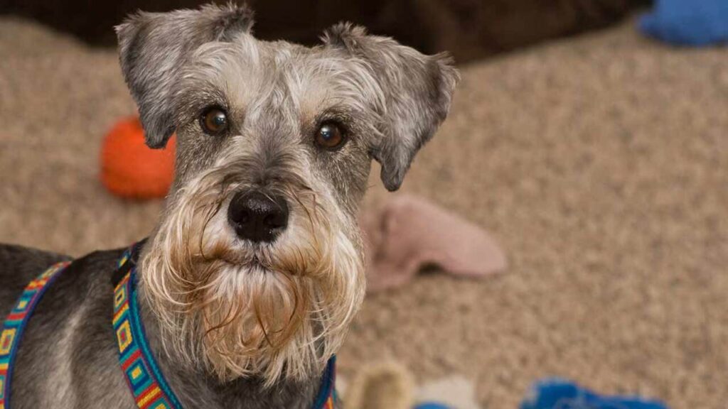 Schnauzer Lab Mix - Is This The Right Dog For You?
