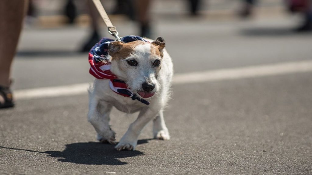 Schnauzer Jack Russell Mix: Details Guide Of This Breeds