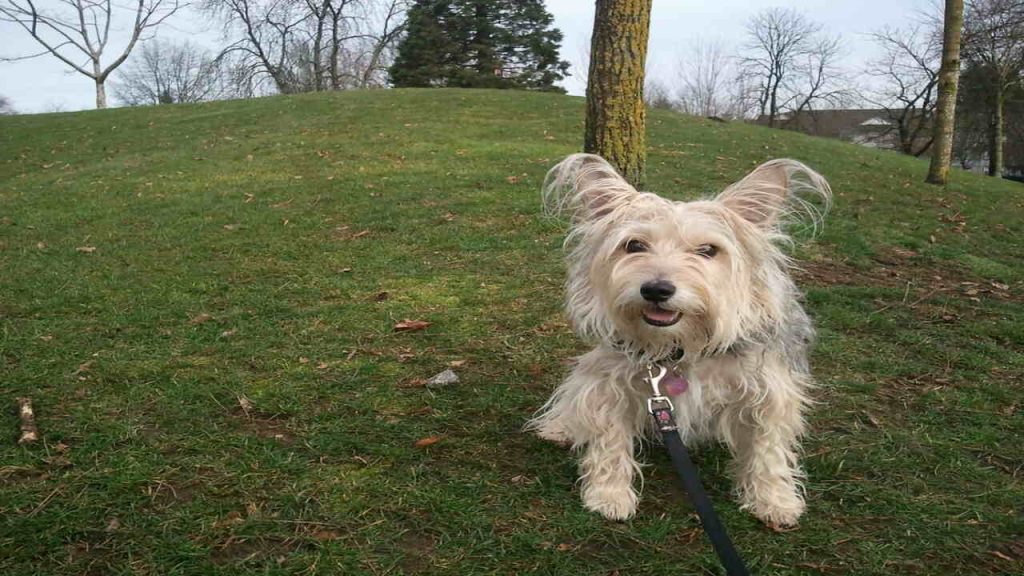 Schnauzer Jack Russell Mix: Details Guide Of This Breeds