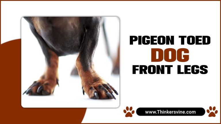 Pigeon Toed Dog Front Legs [ Reason Behind & Solutions]