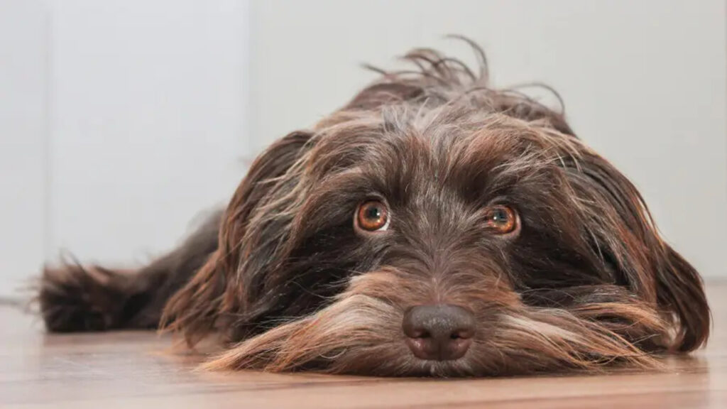 Schnauzer Dachshund Mix: Details Guide Of This Breeds