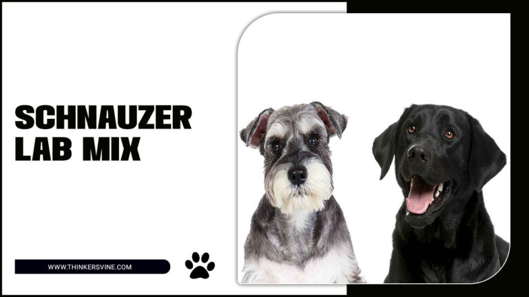 Schnauzer Lab Mix - Is This The Right Dog For You?
