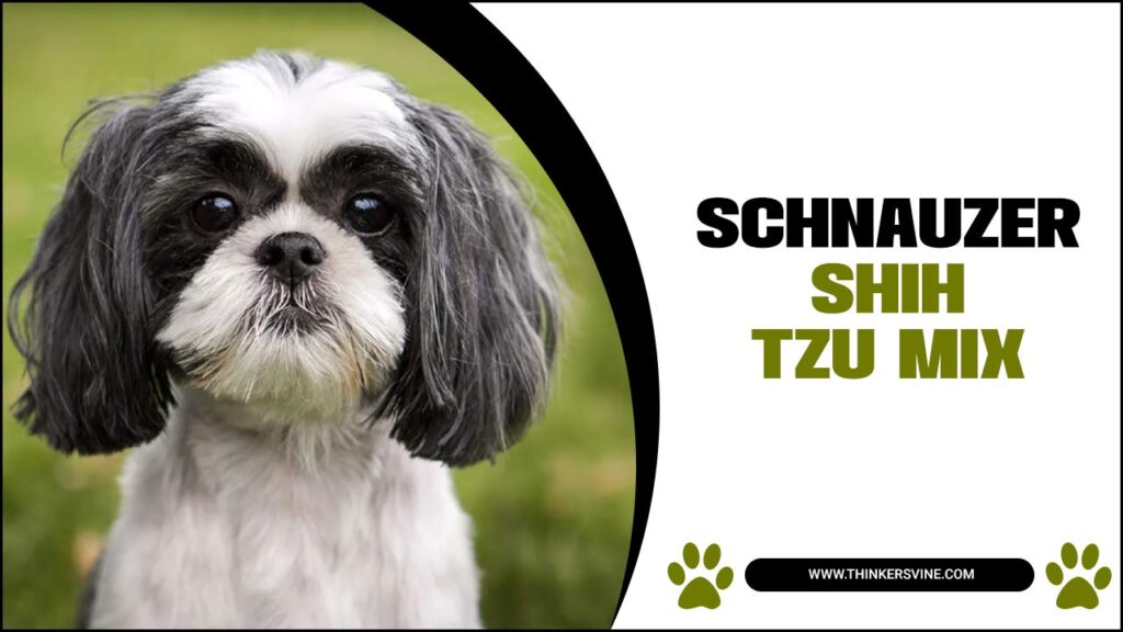 Schnauzer Shih Tzu Mix: Find Your Perfect Breed