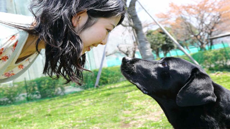 Why Dog Standing Still And Staring? [9 Exclusive Reasons]