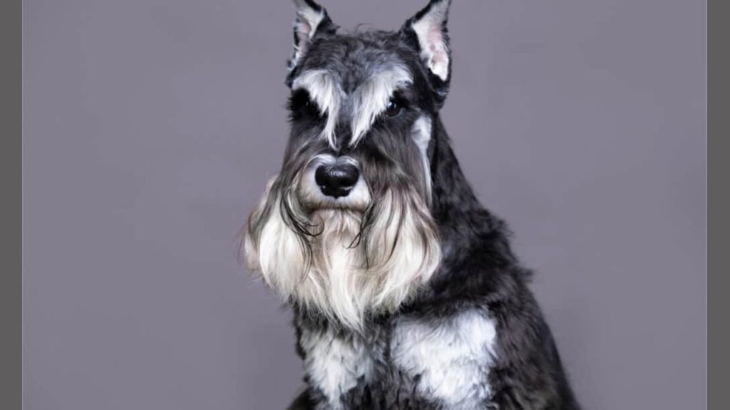 Schnauzer Beagle Mix - The Ultimate Canine Blend