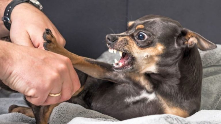 Why Dog Standing Still And Staring? [9 Exclusive Reasons]