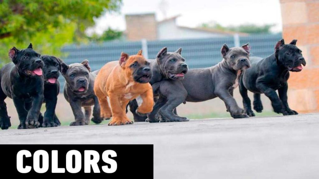 Does Cane Corso Have Blue Eyes - A Guide To Cane Corso