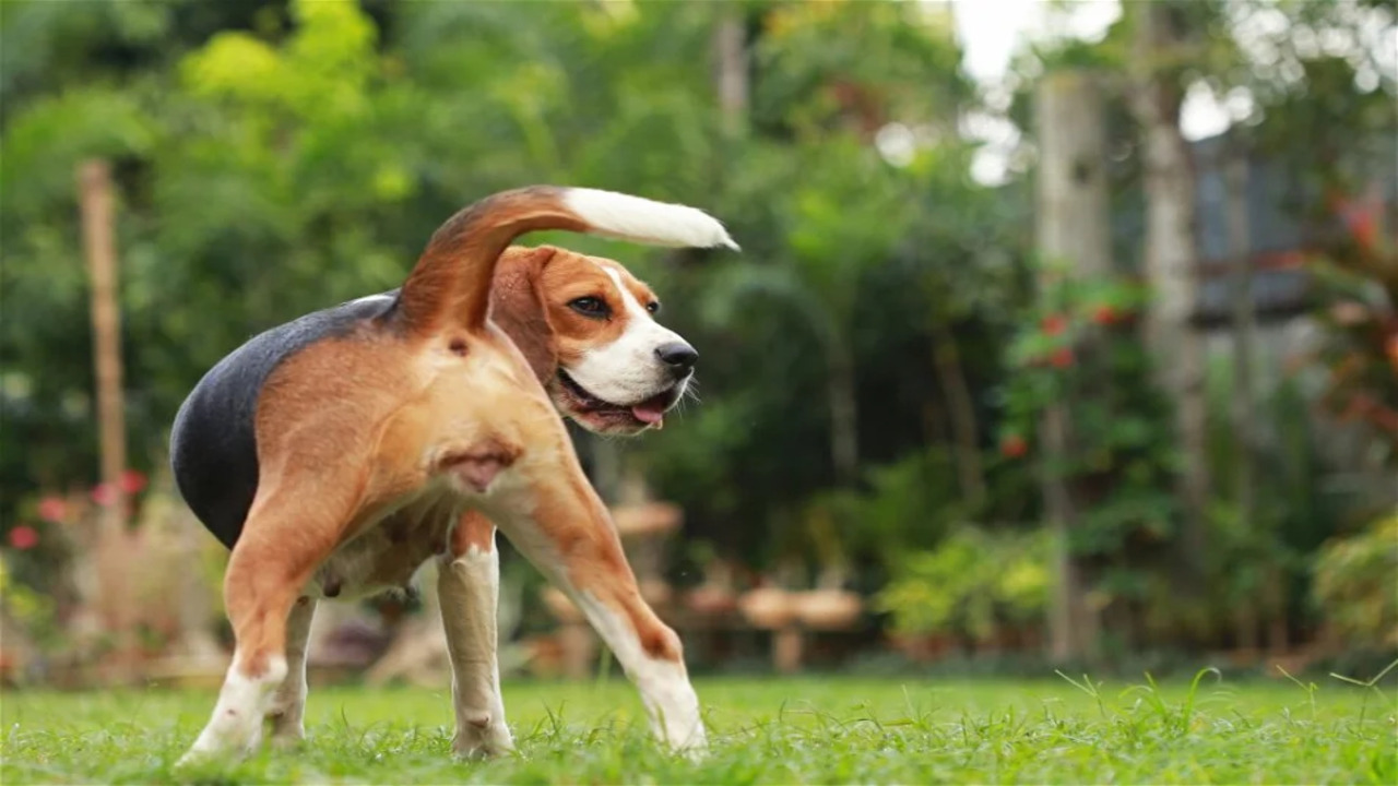 When A Female Dog Is Leaking Clear Fluid?: Cause & Solutions
