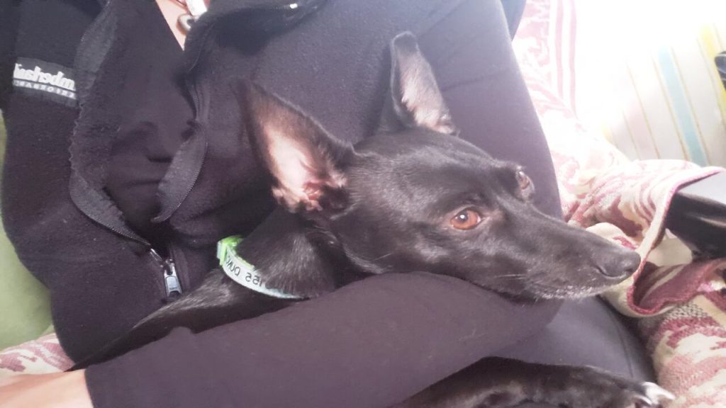 Why Does My Dog Straddle My Other Dog: 8 Probable Reasons