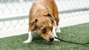 Why Dog Standing With Head Down: Best 6 Probable Reasons