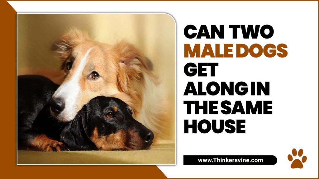 Can Two Male Dogs Get Along In The Same House? [Dogs Psychology]