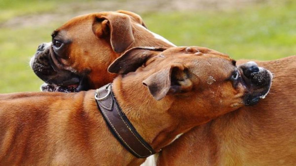 Can Two Male Dogs Get Along In The Same House? [Dogs Psychology]