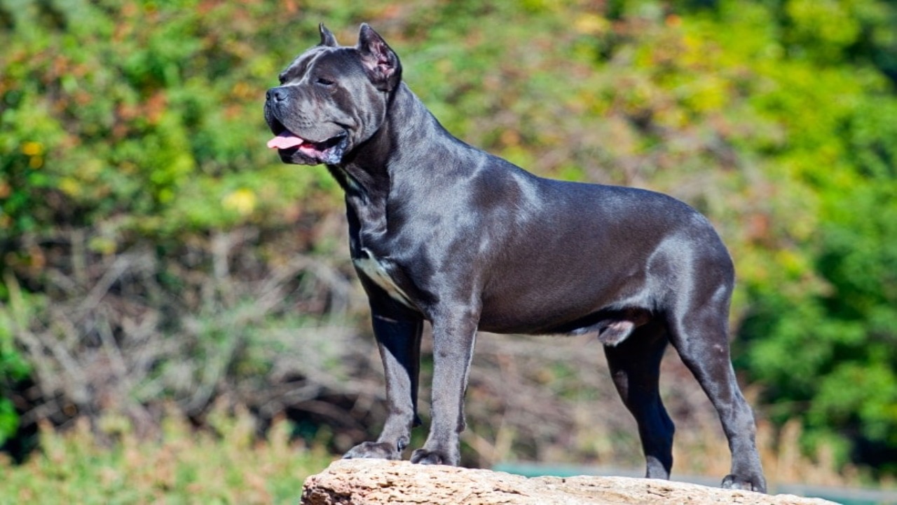 Can A Cane Corso Be A Hunting Dog - The Beginners Guide