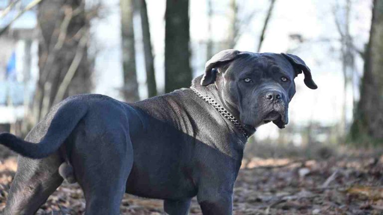 Cane Corso Puppy Growth & Development Expectations - Explained